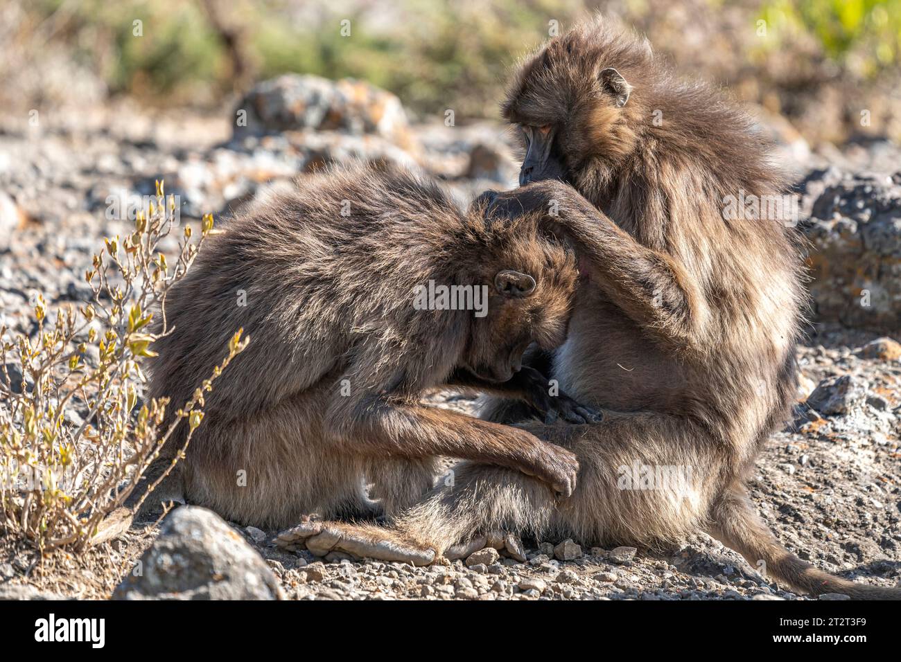 Gelada Baboon - Theropithecus Gelada, Simien Mountains in Ethiopia ...