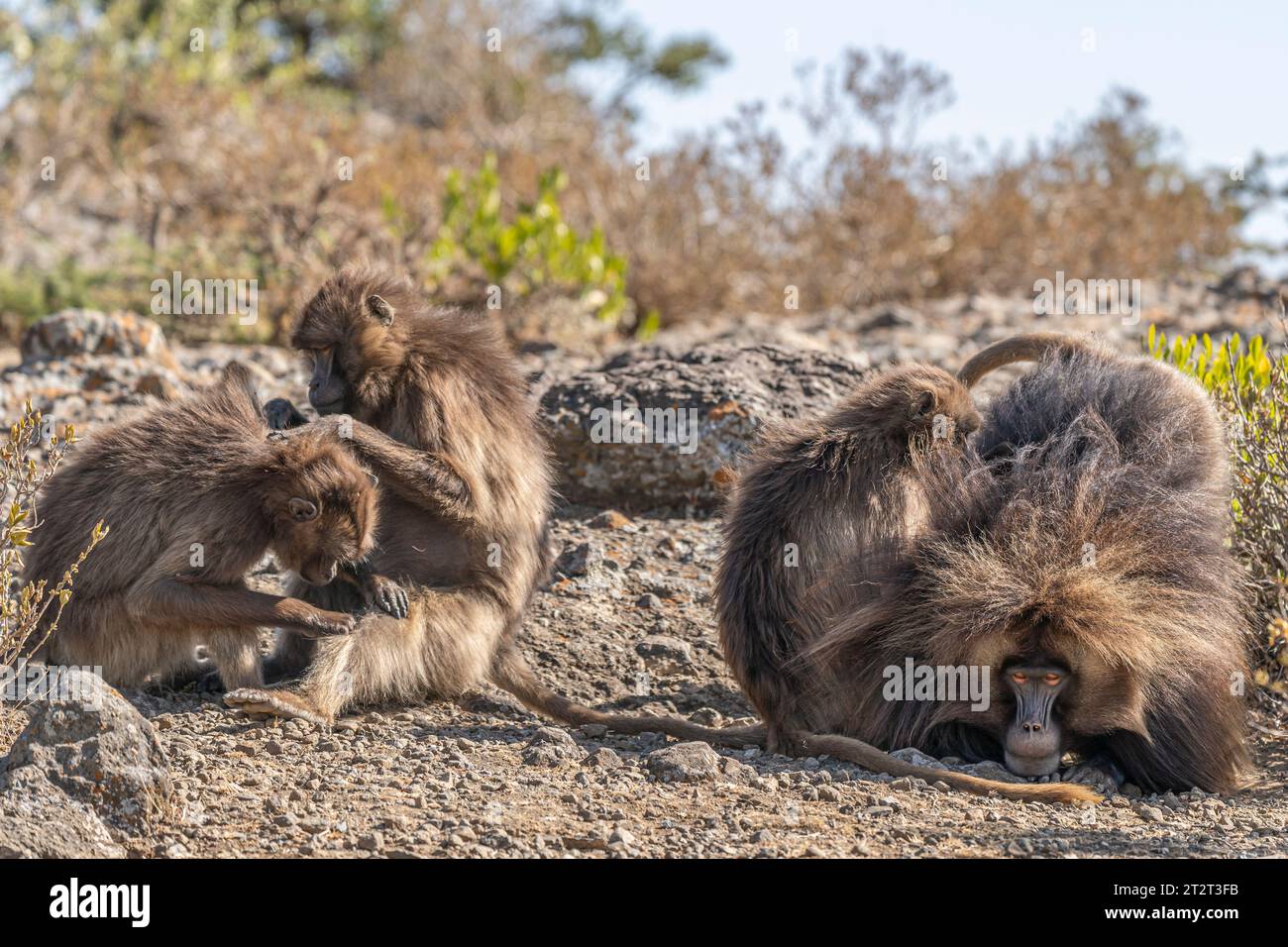 Gelada Baboon - Theropithecus Gelada, Simien Mountains in Ethiopia ...