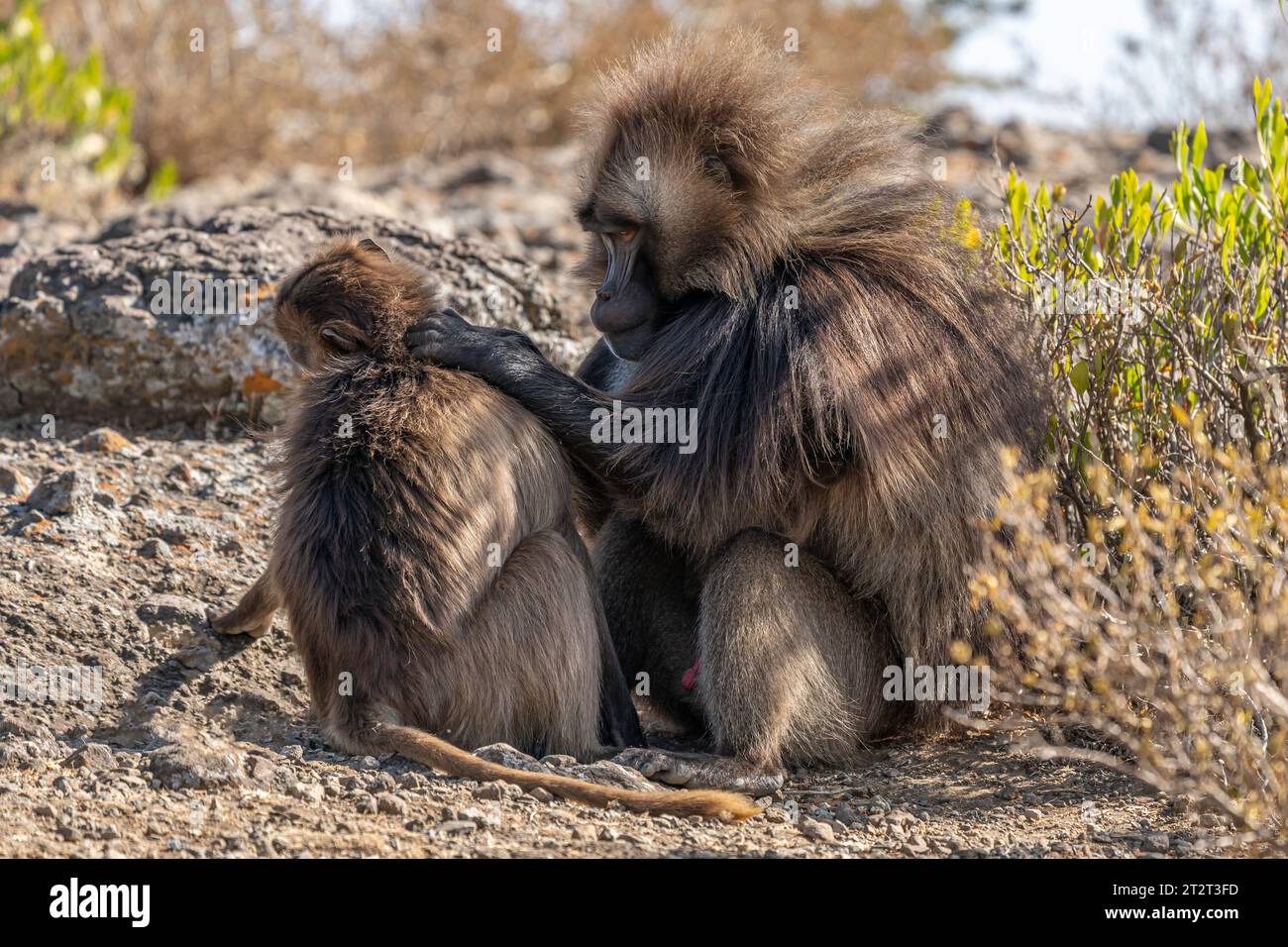 Gelada Baboon - Theropithecus Gelada, Simien Mountains in Ethiopia ...