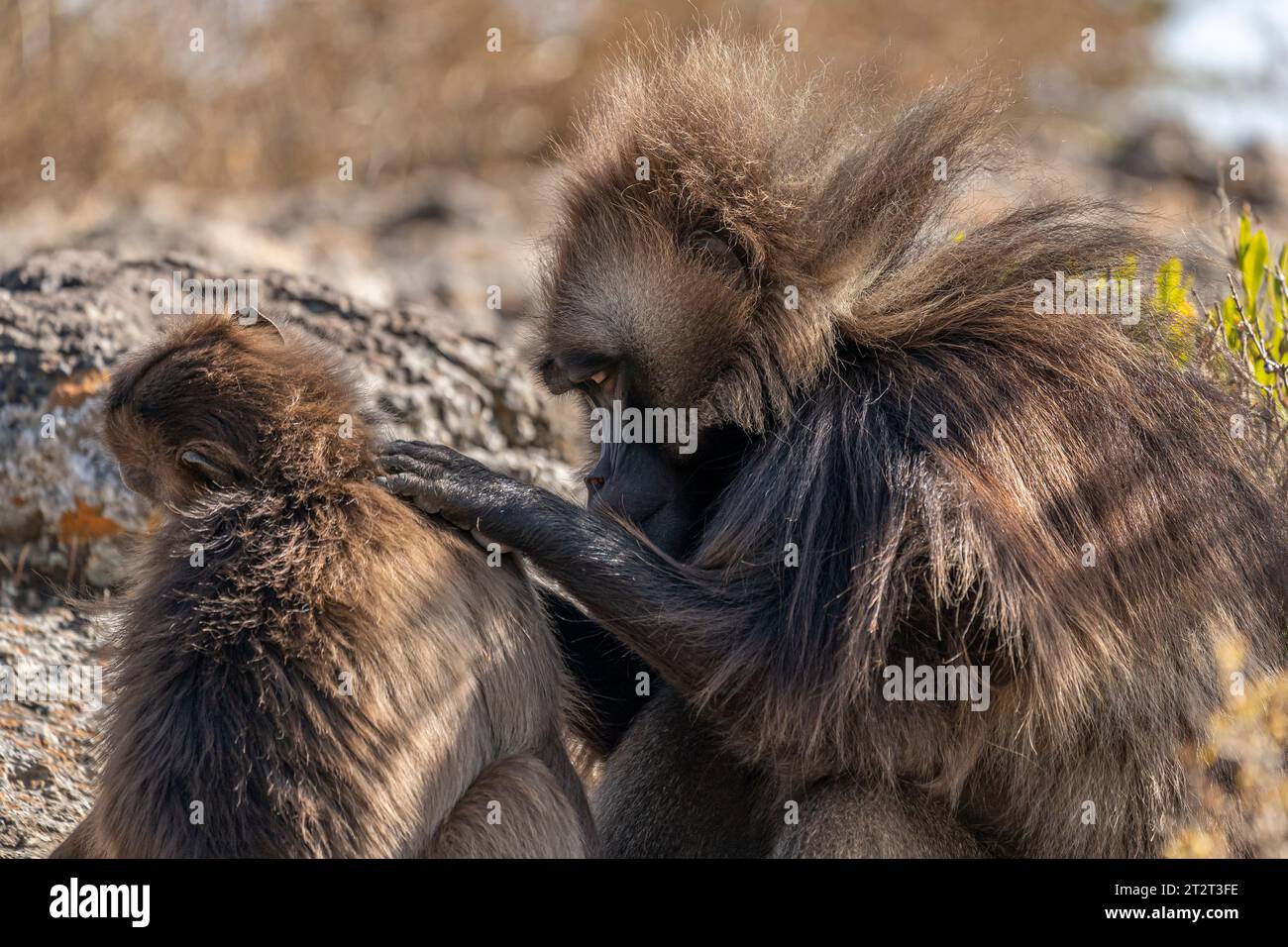 Gelada Baboon - Theropithecus Gelada, Simien Mountains in Ethiopia ...
