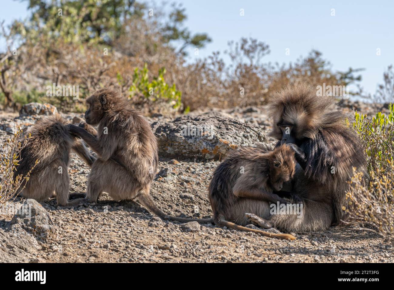 Gelada Baboon - Theropithecus Gelada, Simien Mountains in Ethiopia ...