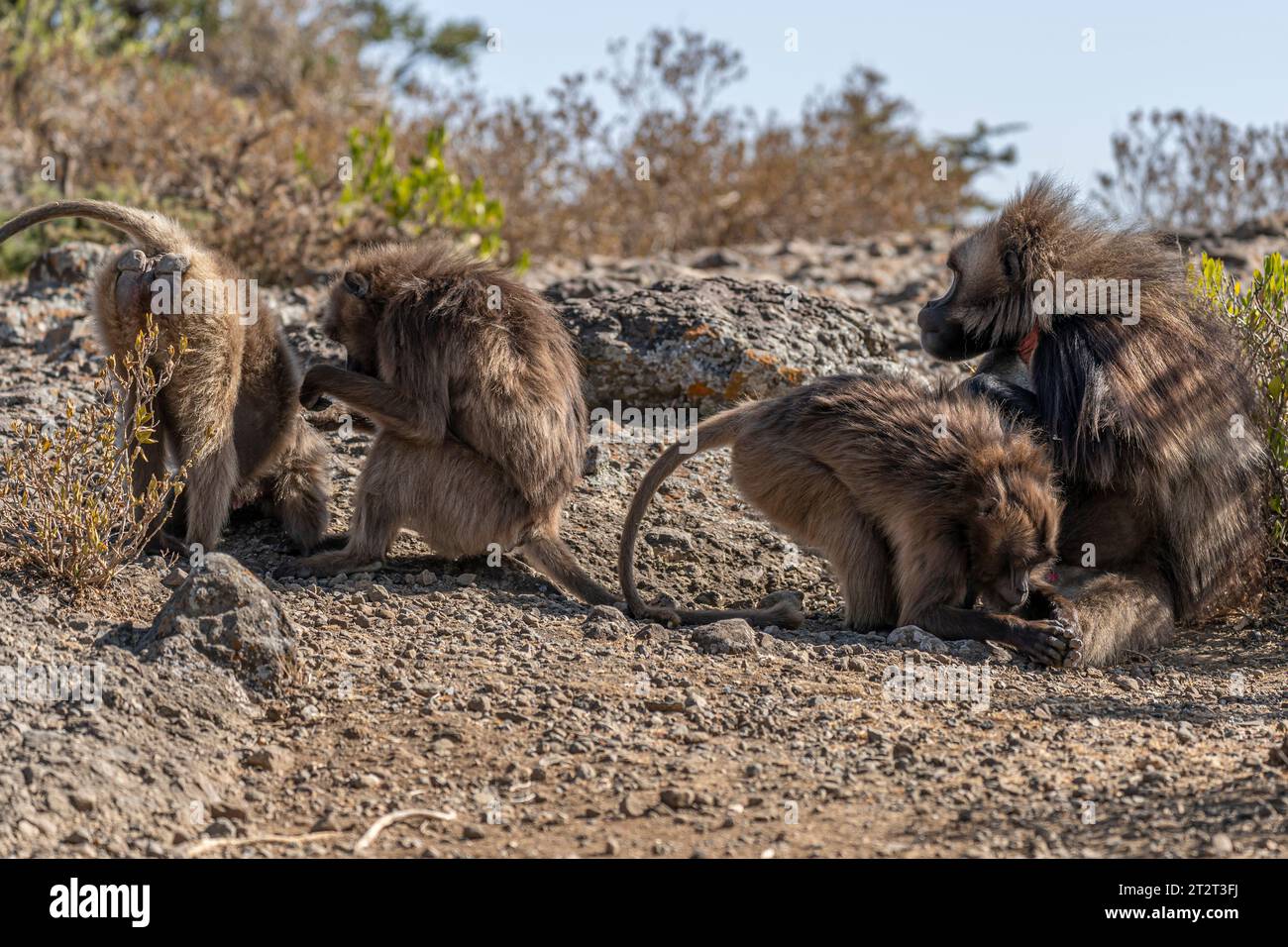 Gelada baboon funny hi-res stock photography and images - Alamy