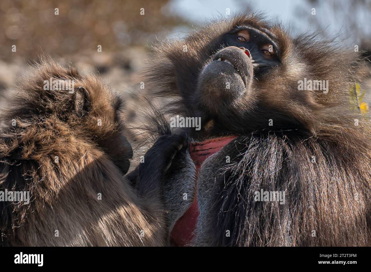 Gelada Baboon - Theropithecus Gelada, Simien Mountains in Ethiopia ...
