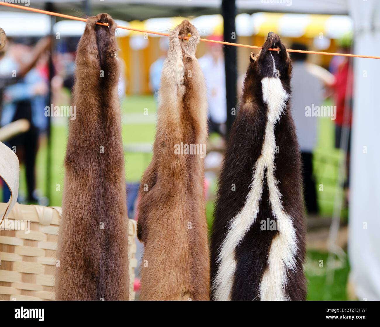Display of furs from traditional Mikmaq aboriginal hunting hanging on ...