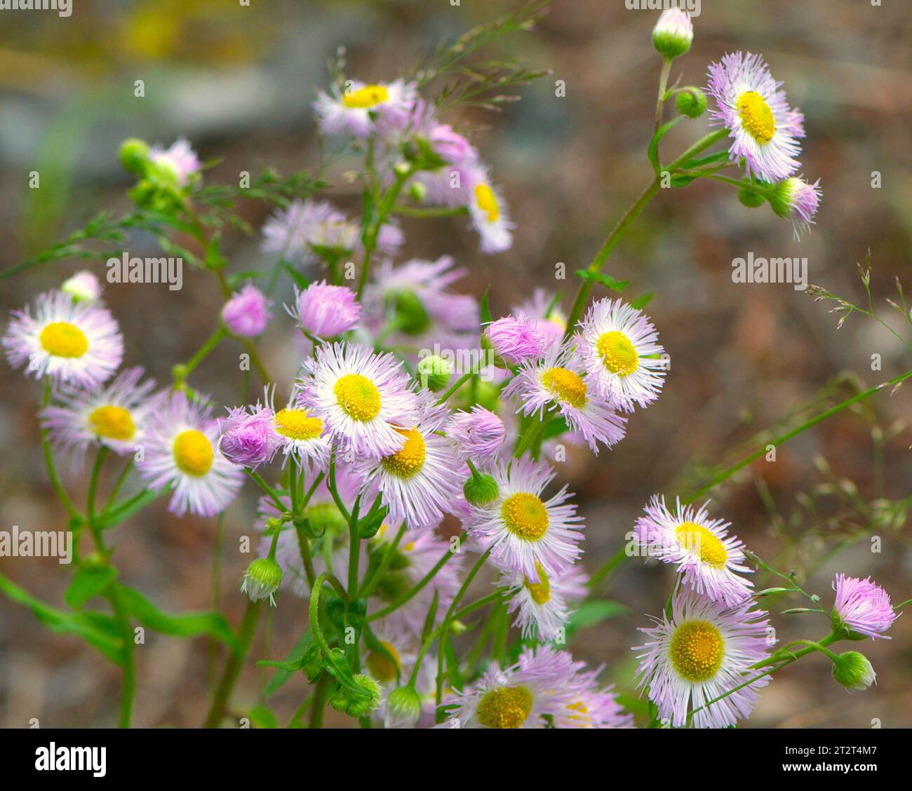 Daisy fleabane hi-res stock photography and images - Alamy