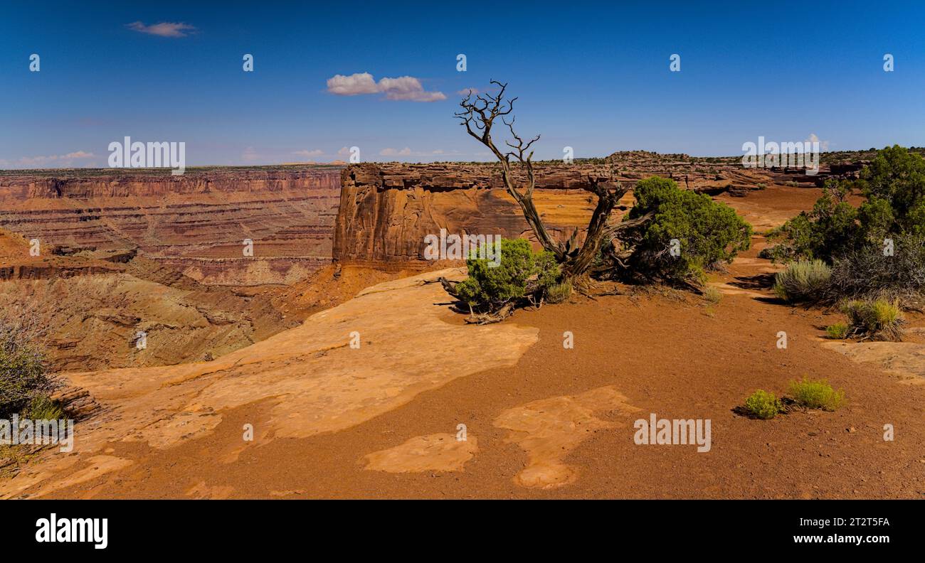 Dead Horse Point (near Moab, UT Stock Photo - Alamy