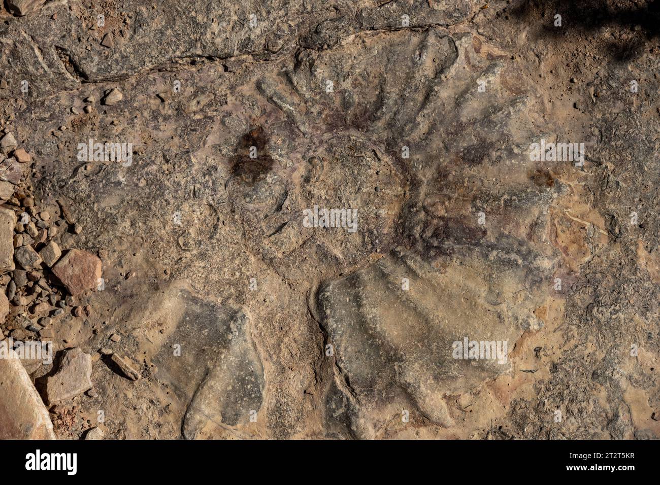 Large Fossil In The Rocks Along Rio Grande River in Big Bend Stock ...