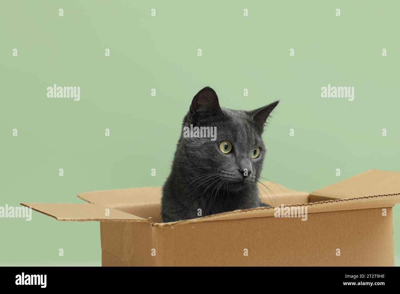 Cute British cat sitting in box on green background Stock Photo - Alamy
