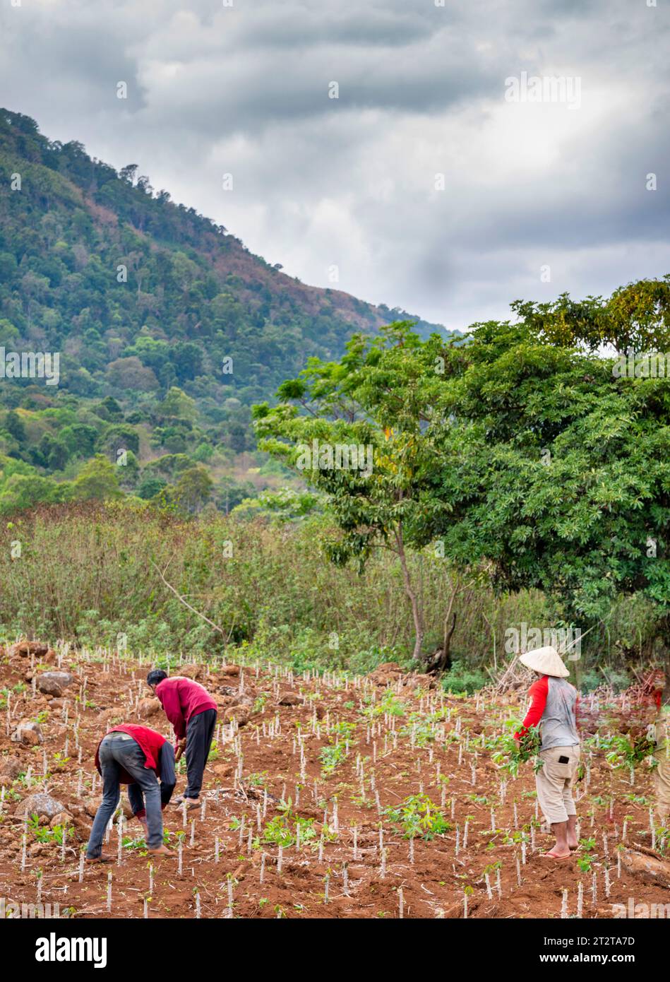 Crops growing in fertile soil hi-res stock photography and images - Alamy