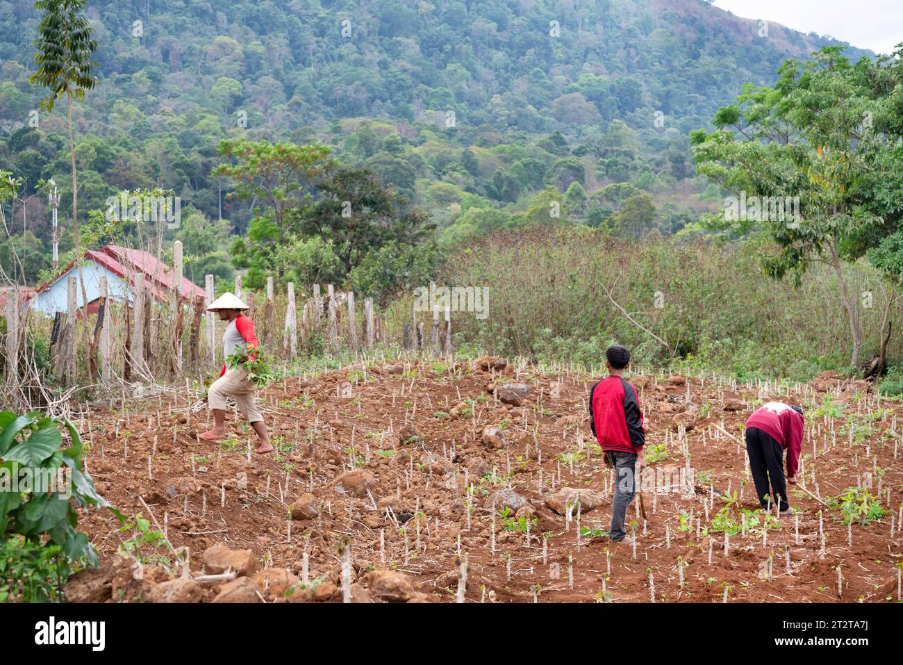 Crops growing in fertile soil hi-res stock photography and images - Alamy