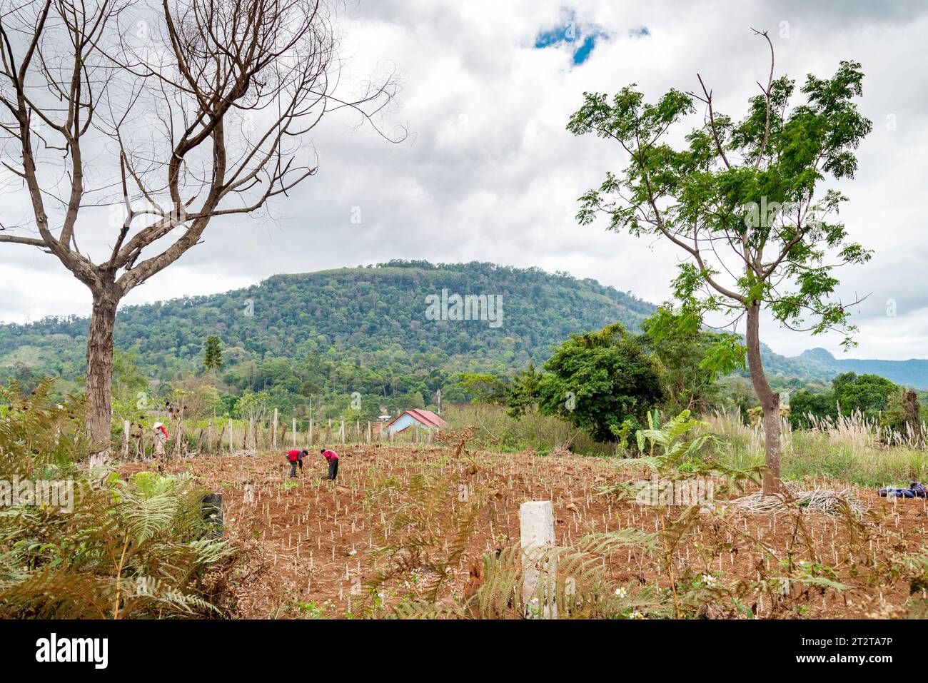 In a remote area of the Bolaven Plateau,men tending crops,planted on a ...