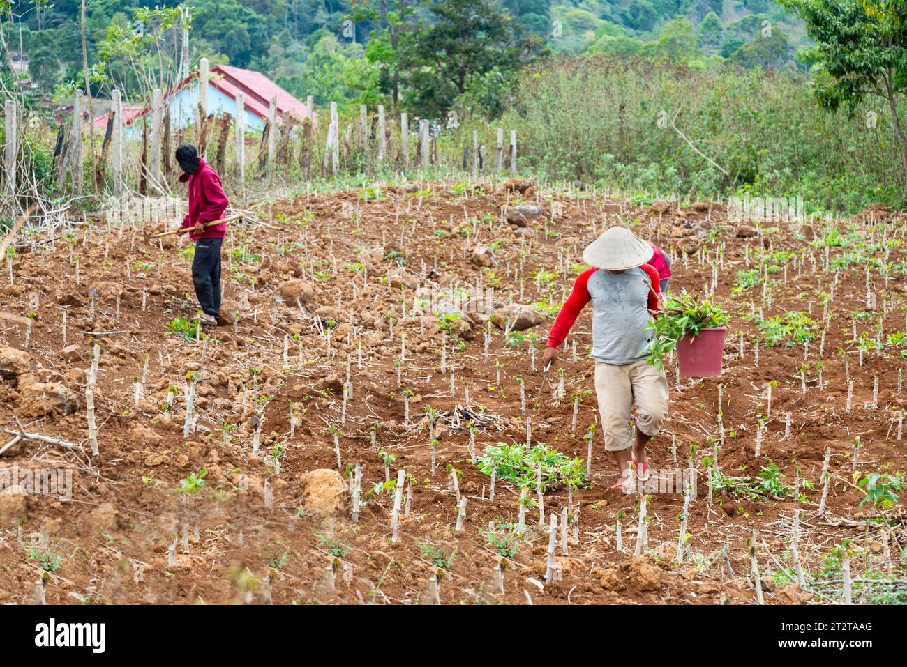 Crops growing in fertile soil hi-res stock photography and images - Alamy