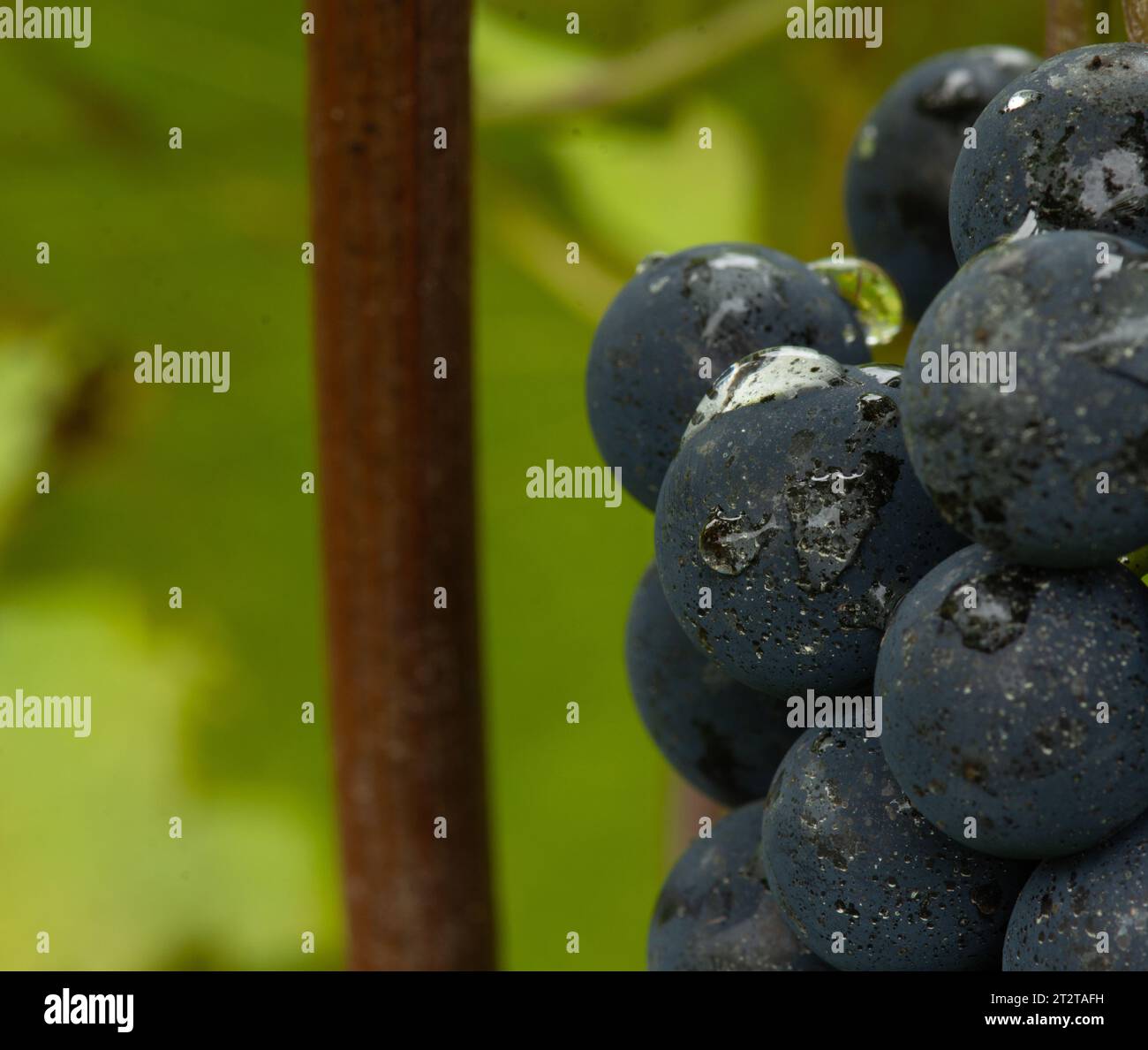Colorful raisin in a vinyard Stock Photo - Alamy