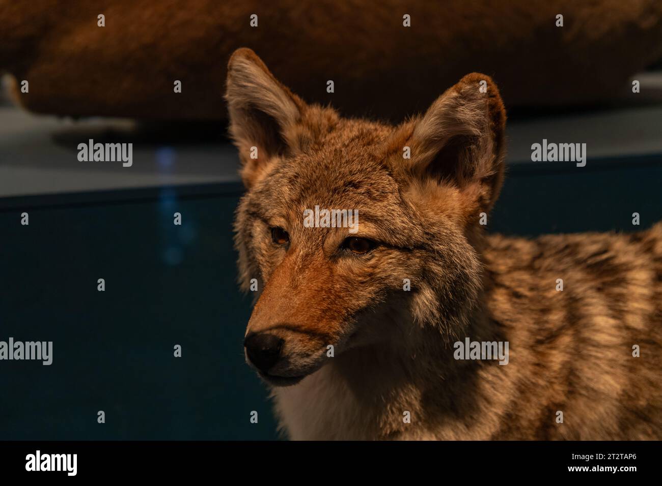 A picture of a Coyote at the Natural History Museum of Oslo Stock Photo ...