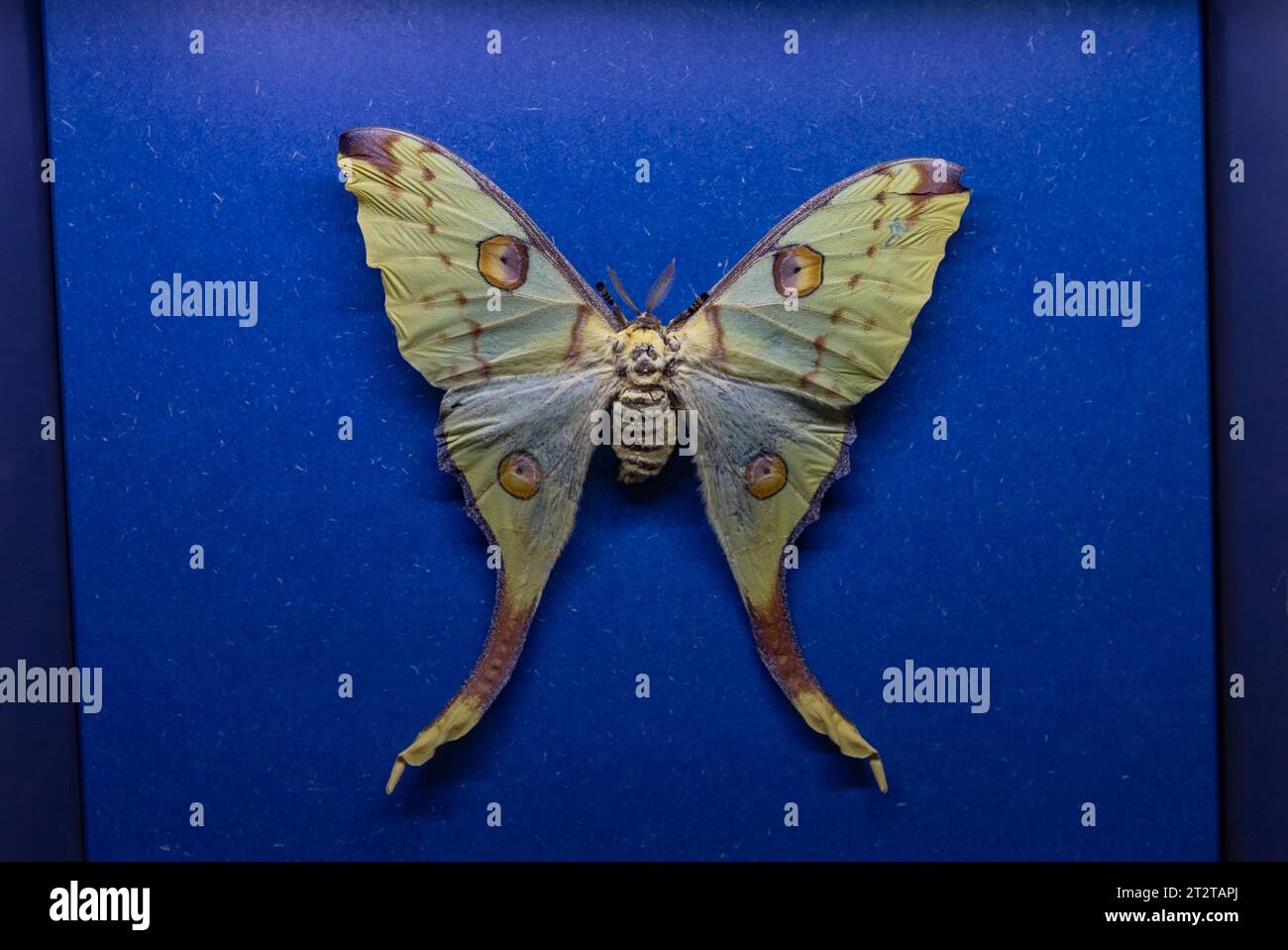 A picture of a Comet Moth at the Natural History Museum of Oslo Stock ...