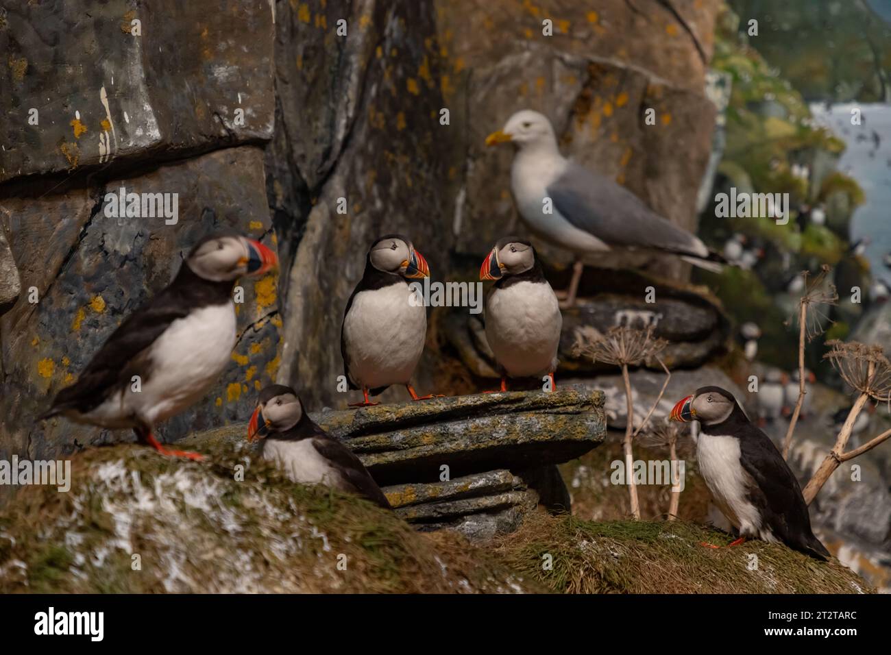 A picture of Atlantic Puffins at the Natural History Museum of Oslo ...