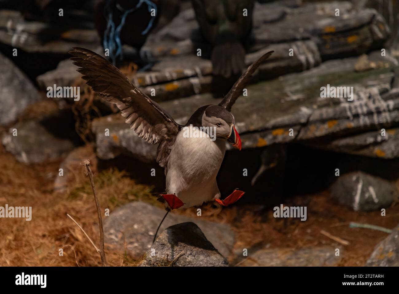 A picture of an Atlantic Puffin at the Natural History Museum of Oslo ...