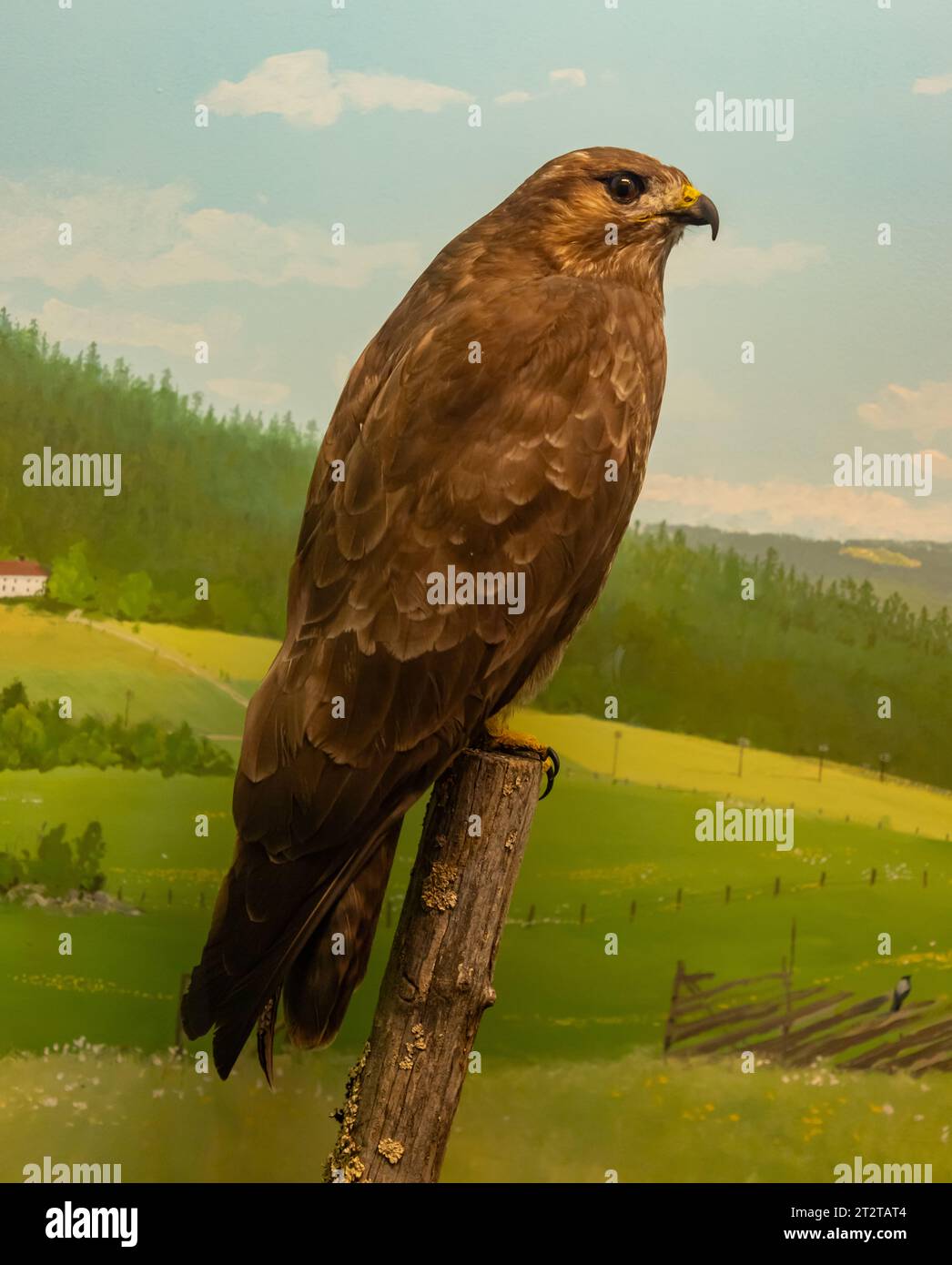 A picture of a Common Buzzard at the Natural History Museum of Oslo ...