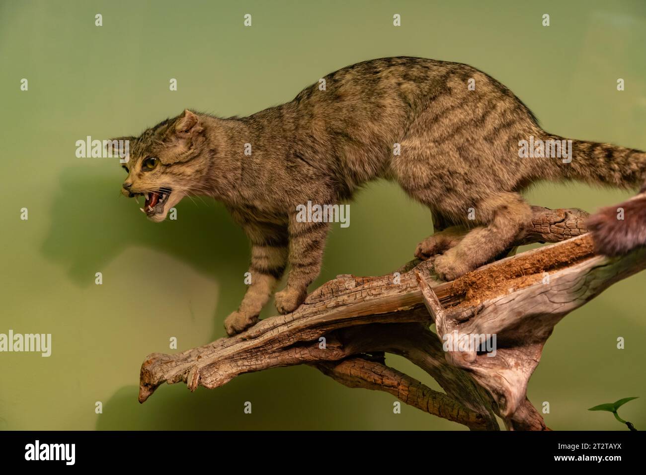 A picture of European Wildcat at the Natural History Museum of Oslo ...