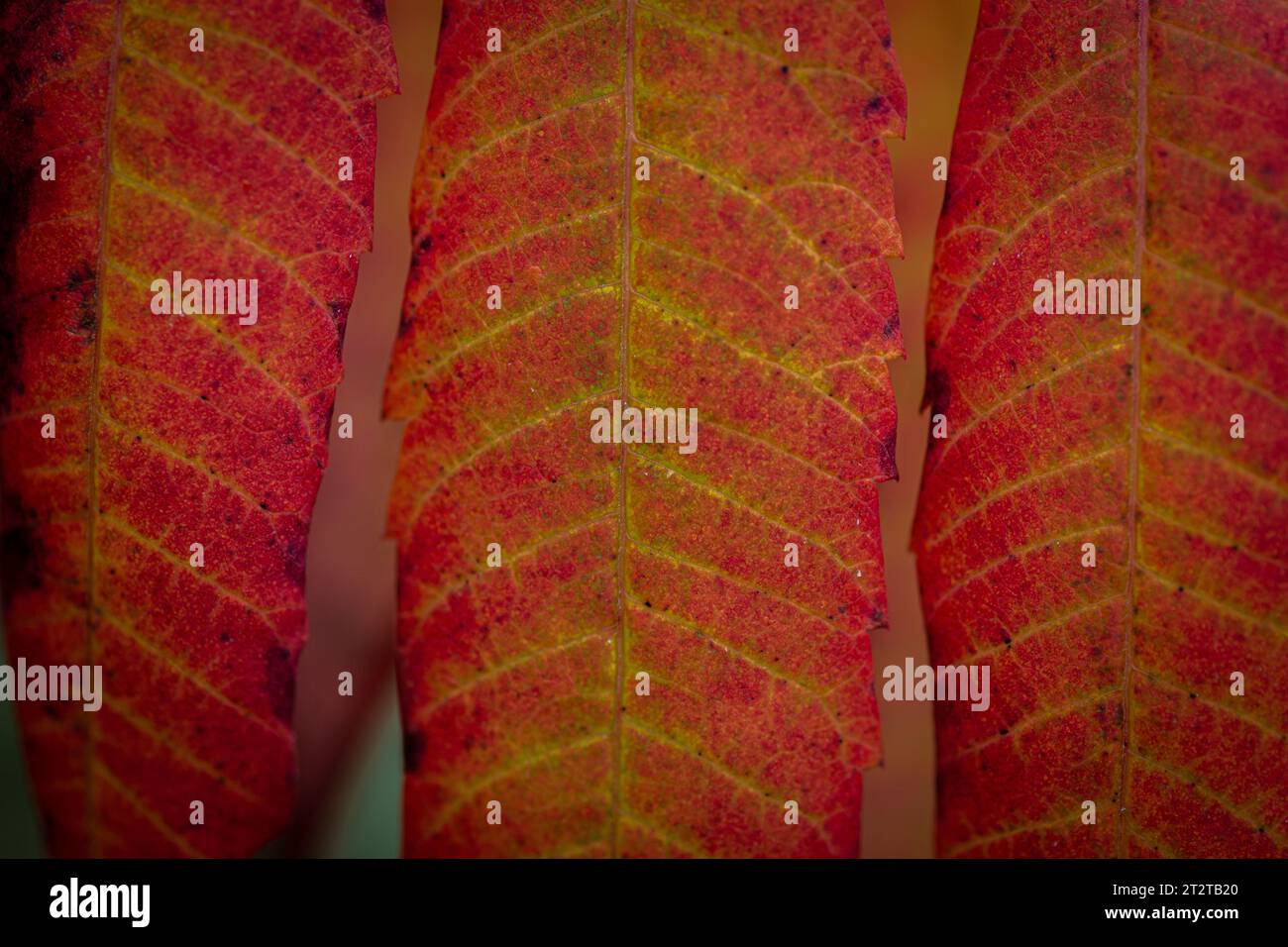 Chaning colors hi-res stock photography and images - Alamy