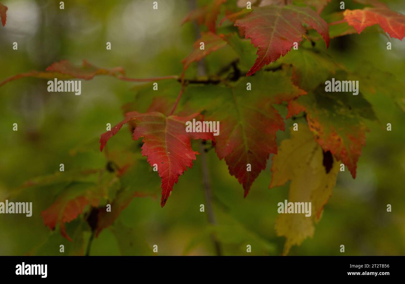 Changing leaf colors hi-res stock photography and images - Alamy