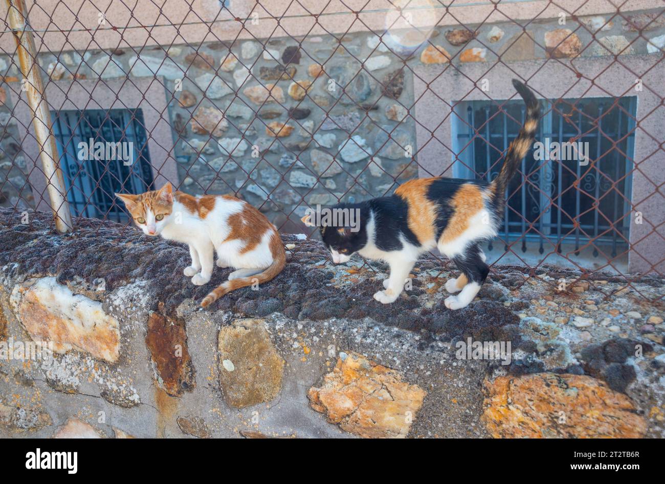Calico cats hi-res stock photography and images - Alamy