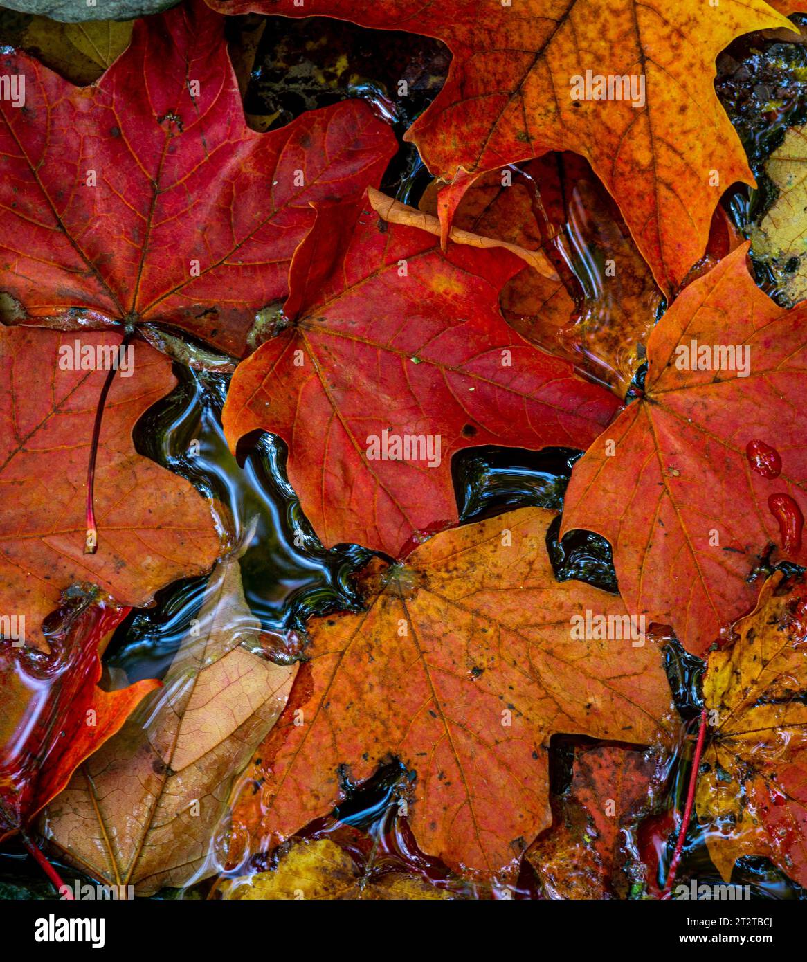 Yellow leaf floating in stream hi-res stock photography and images - Alamy