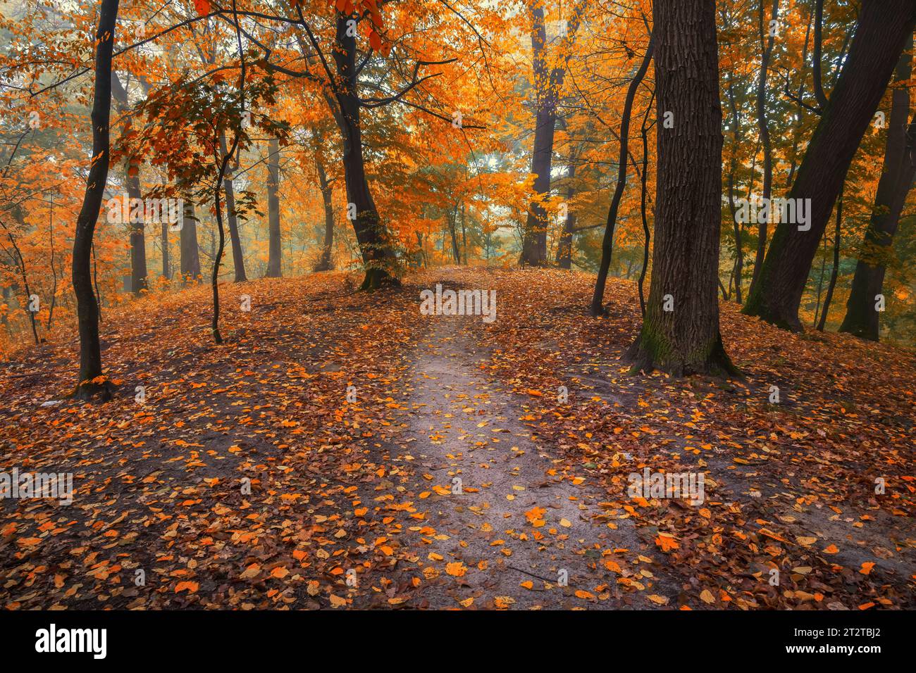 Golden autumn in the park. Picturesque footpath between the red autumn ...