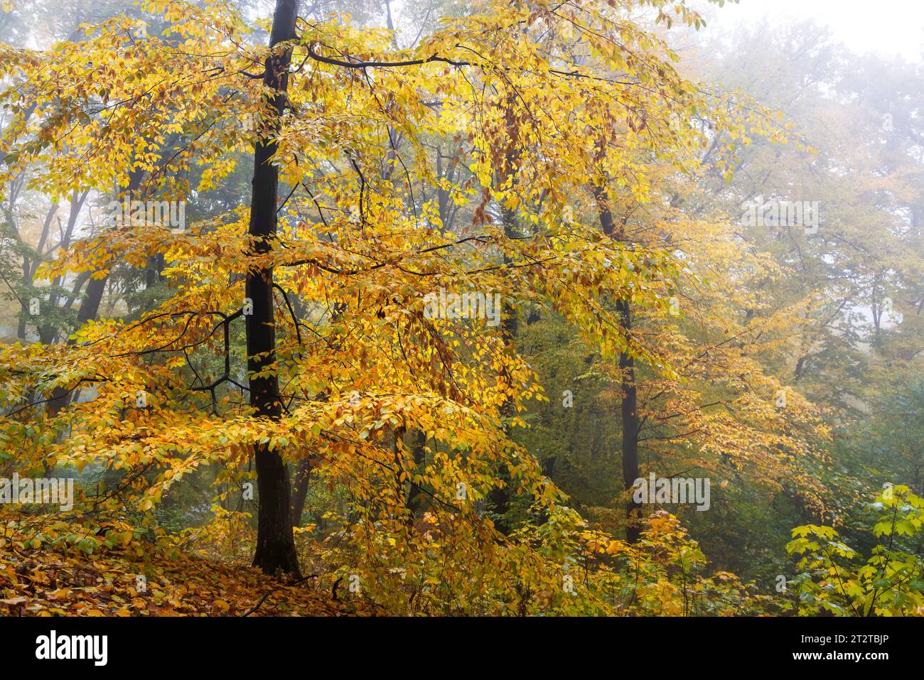 Hornbeam tree with golden leaves in a foggy fall forest Stock Photo - Alamy