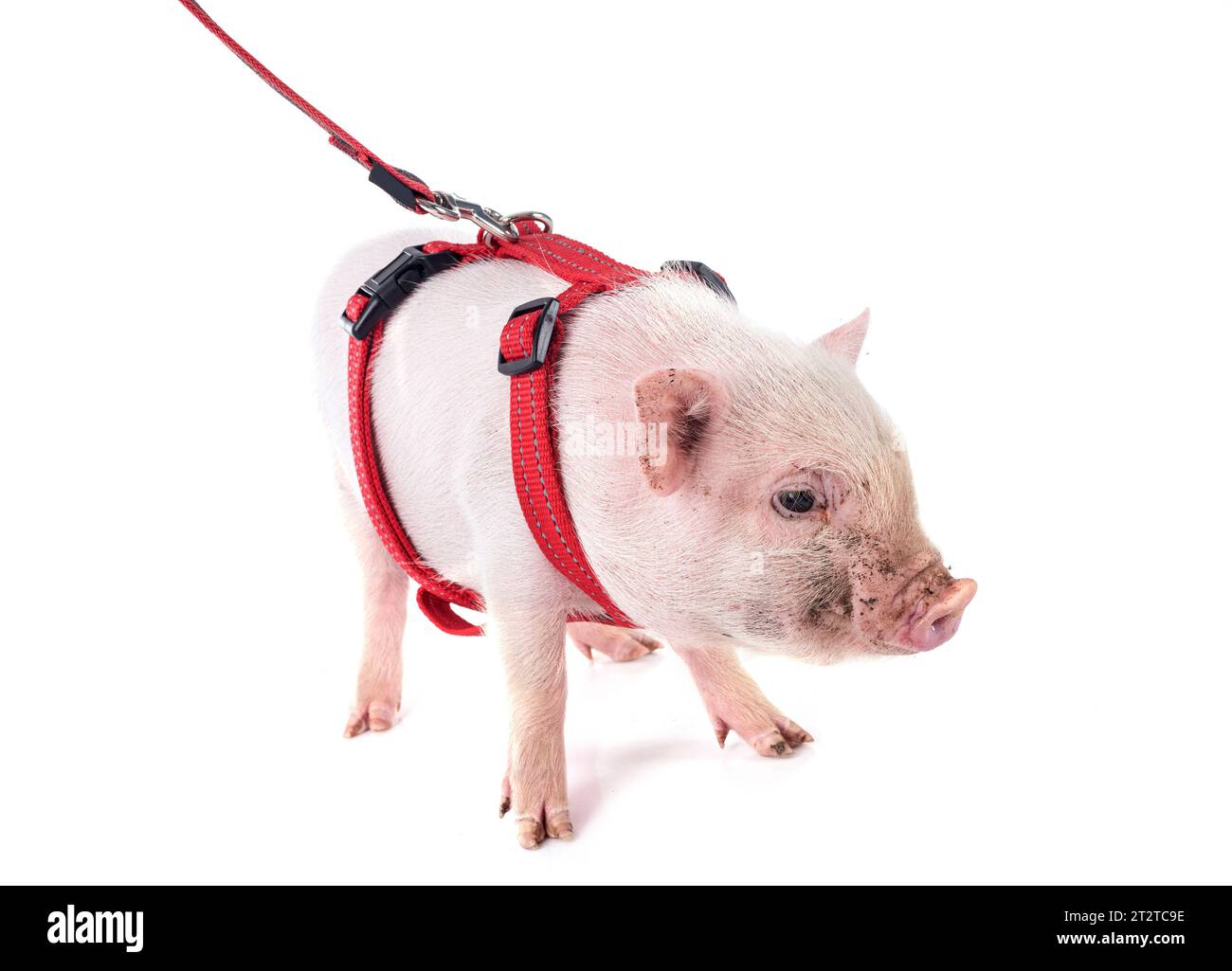 pink miniature pig in front of white background Stock Photo - Alamy