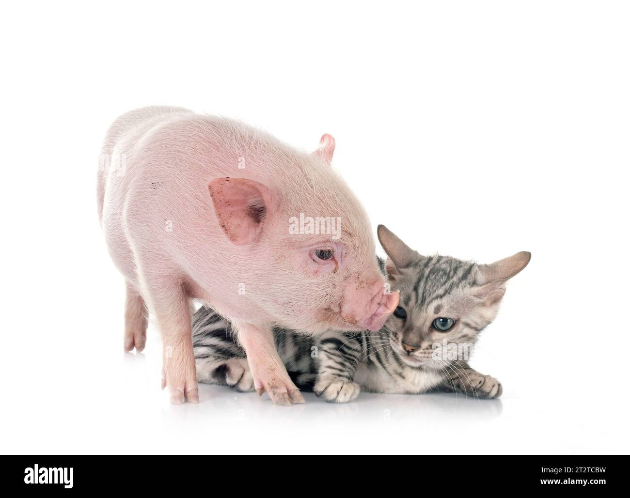 pink miniature pig and kitten in front of white background Stock Photo ...