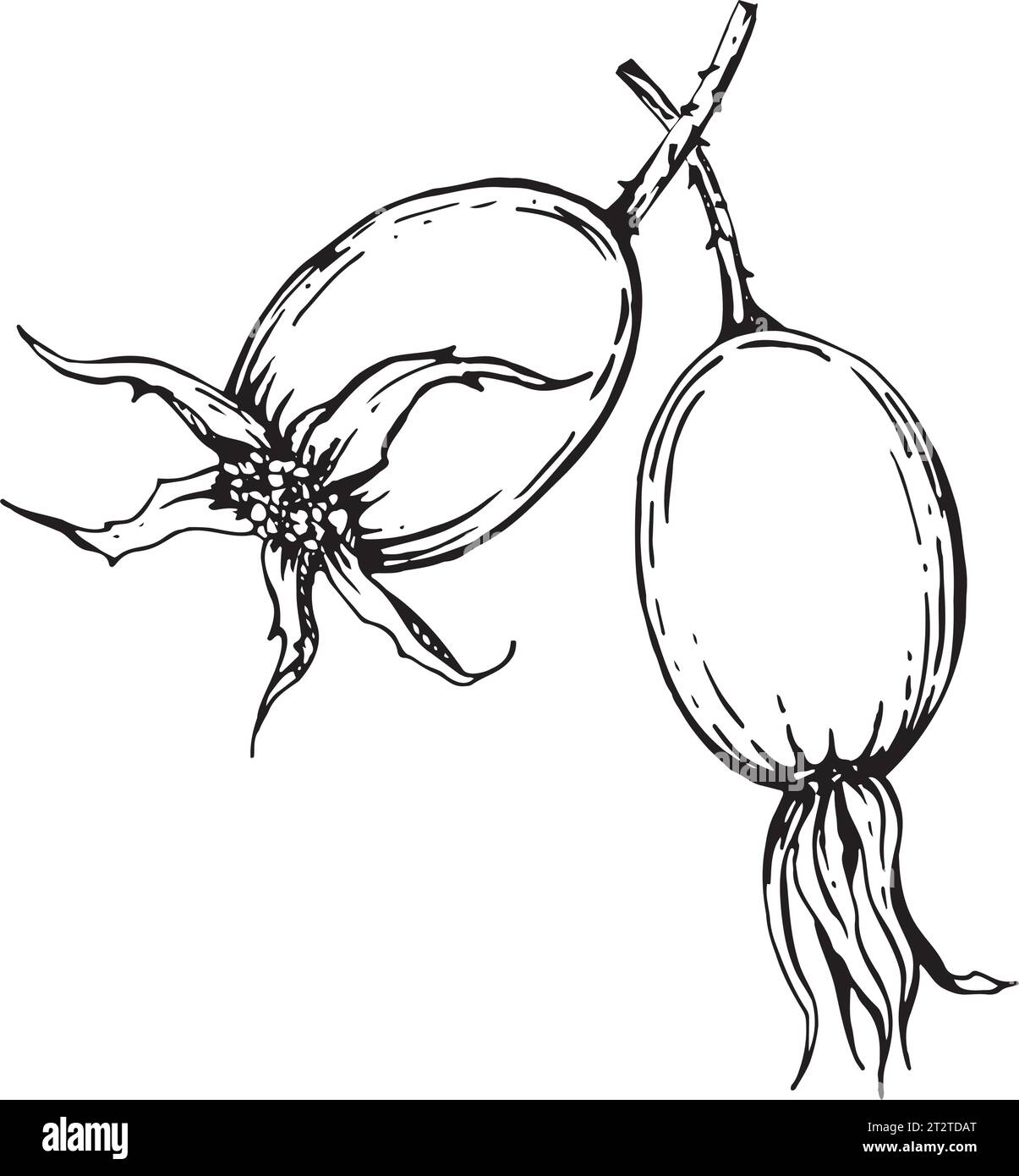 Graphic illustration of rosehip. Vector monochrome clip art of Wild ...
