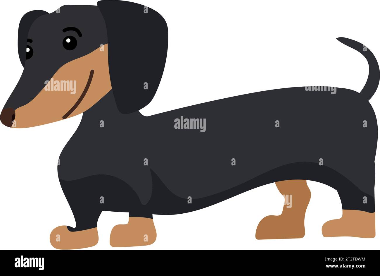 dog dachshund illustration vector isolated Stock Vector Image & Art - Alamy