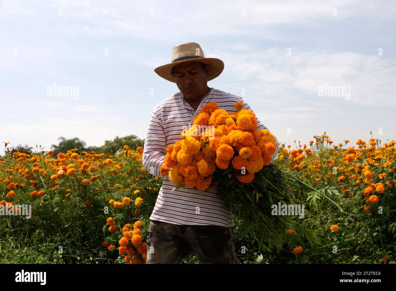 October 20, 2023, State of Puebla, Mexico: Cempasuchil flower producers ...