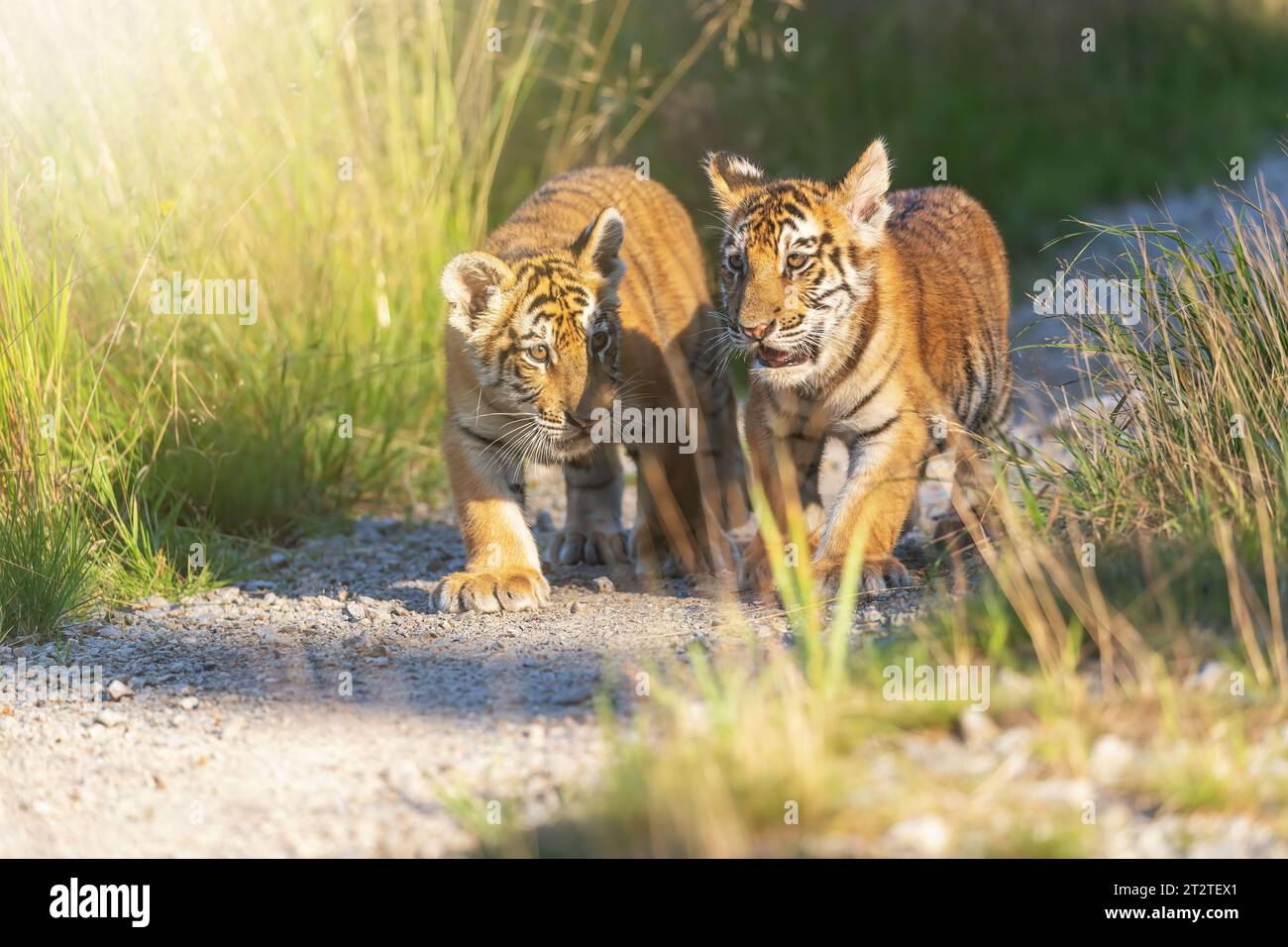 Tiger walking against camera grass hi-res stock photography and images ...