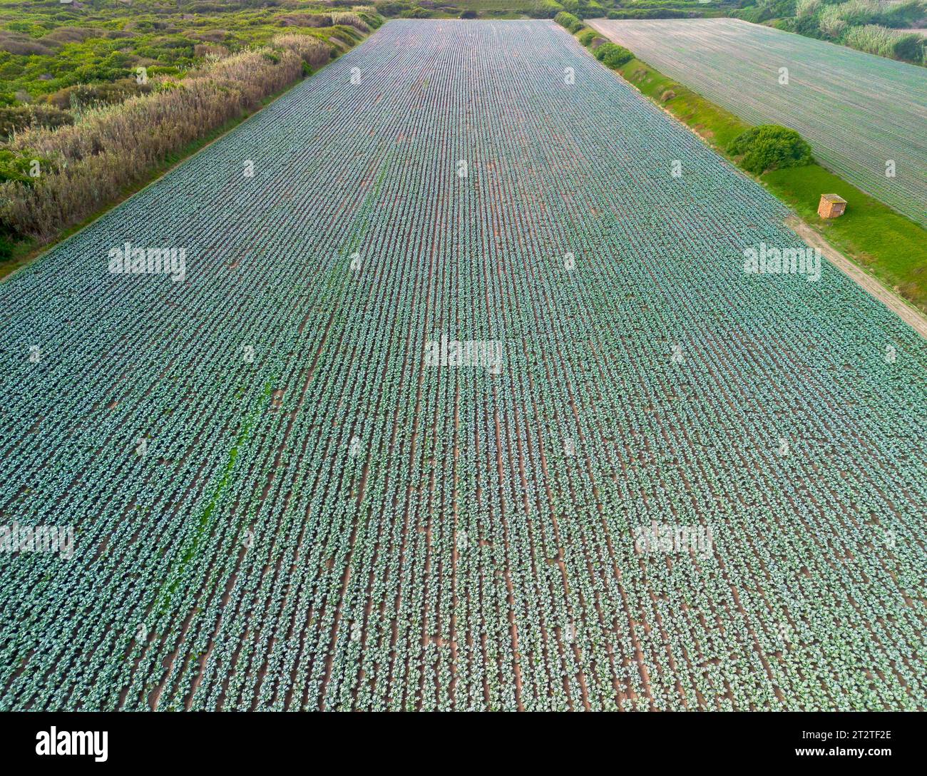 Green harvast hi-res stock photography and images - Alamy