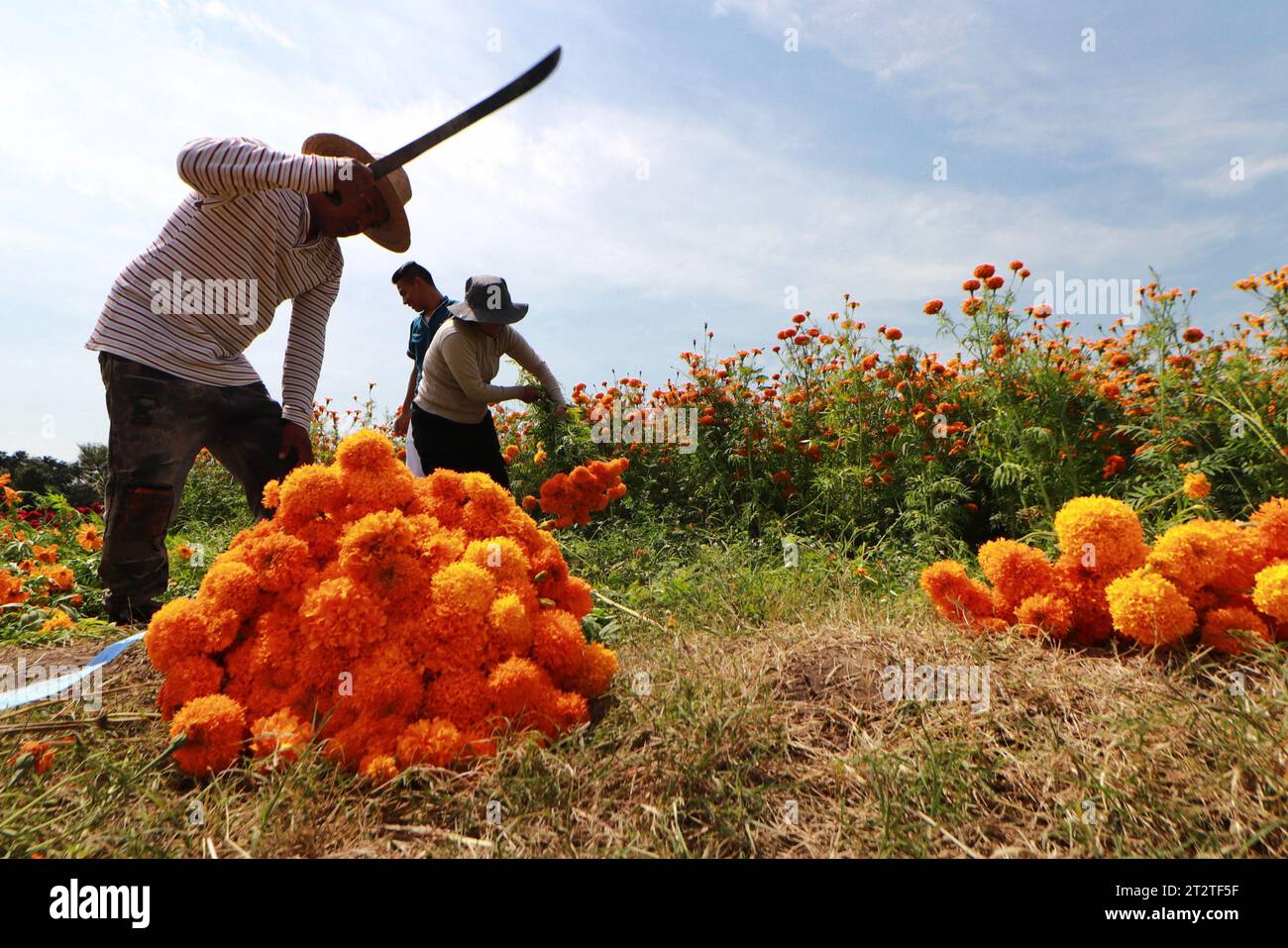 Harvest cempasuchil hi-res stock photography and images - Alamy