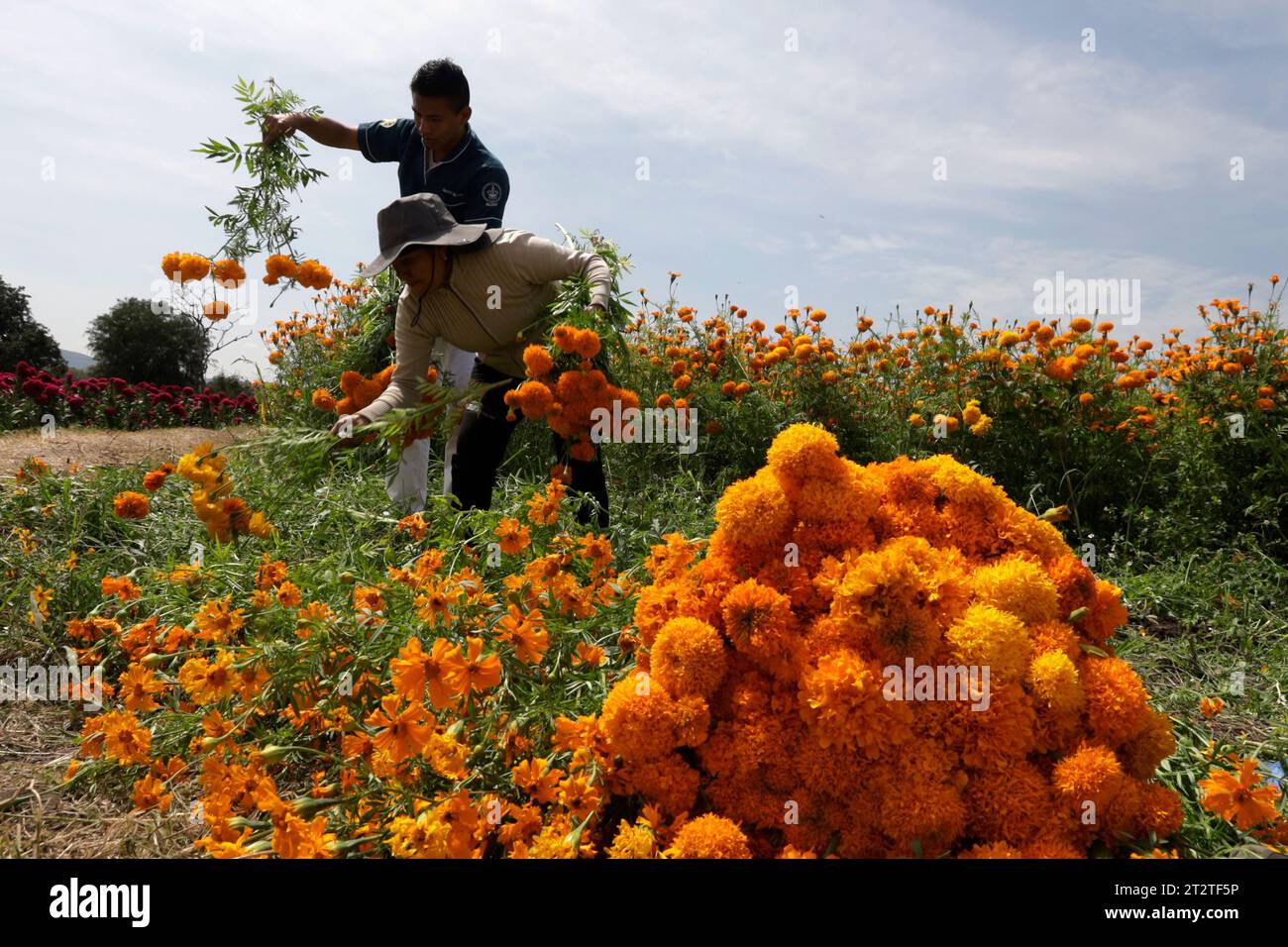 Non Exclusive: October 20, 2023, State of Puebla, Mexico: Cempasuchil ...