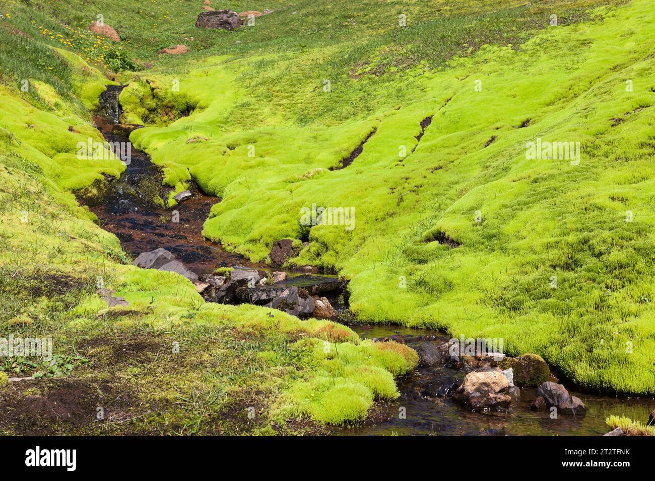 Iceland moss landscape. Small river stream running down the bright ...