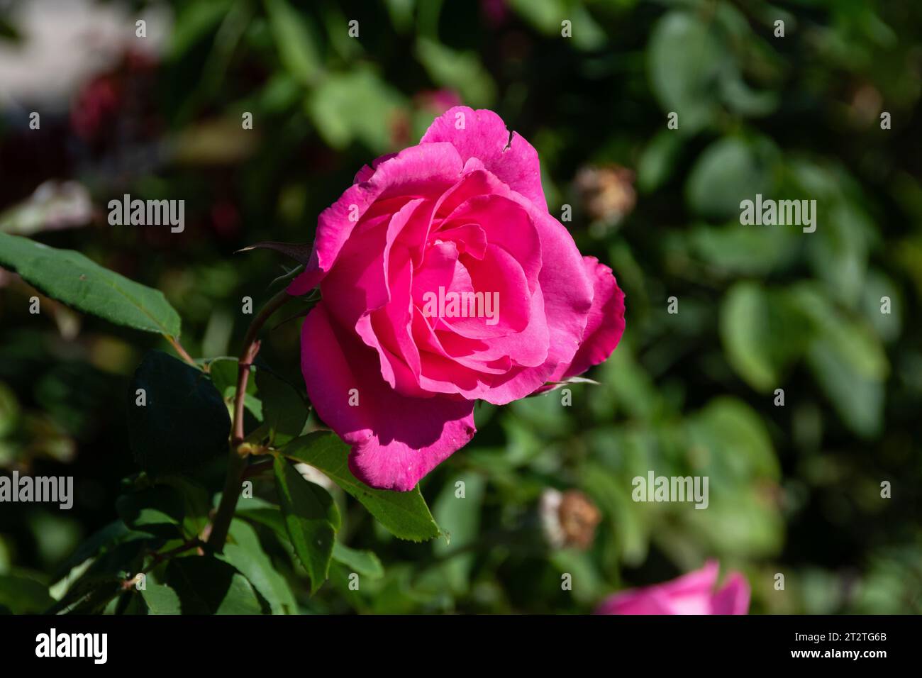 Retiro park madrid blossom hi-res stock photography and images - Alamy