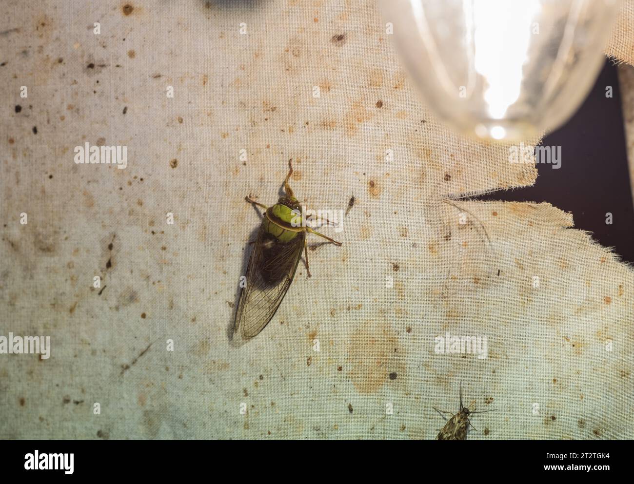 A Cicada at San Isidro Llodge, Ecuador. Taken with flash at night Stock ...