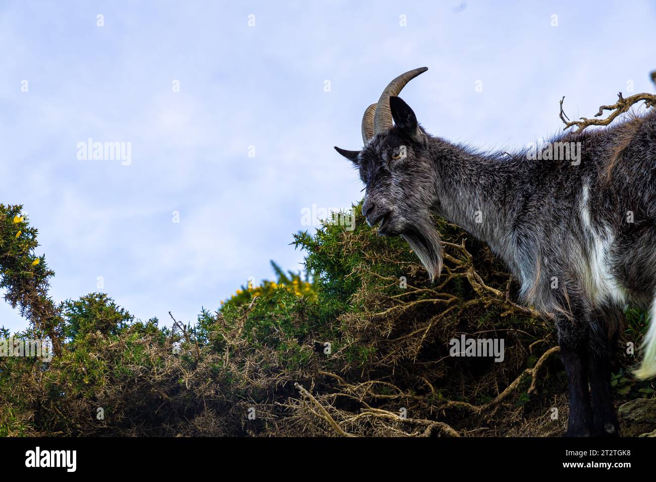 Hill of goats england hi-res stock photography and images - Alamy