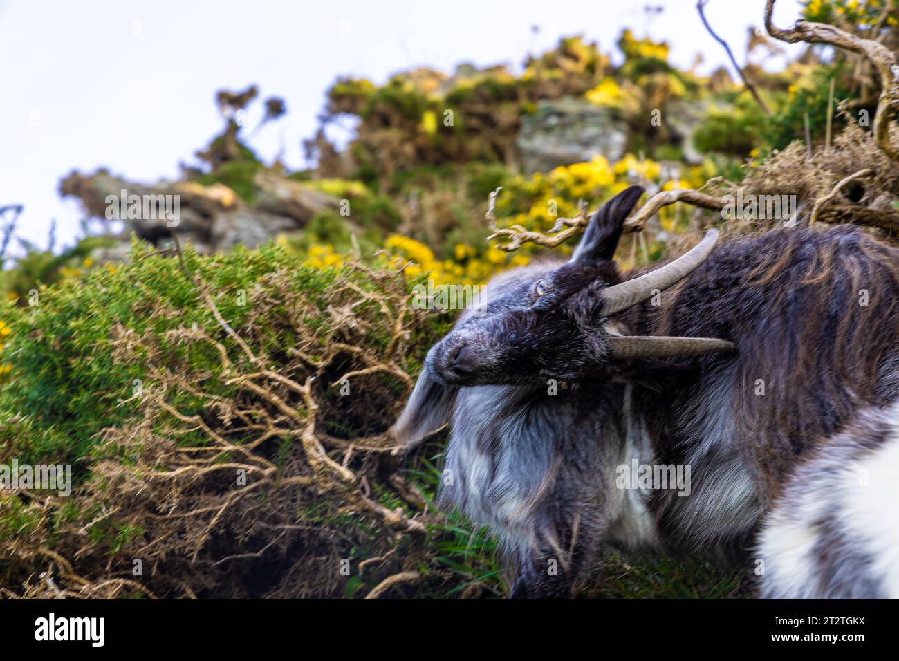 Feral goats in National park of Exmoor in England Stock Photo - Alamy
