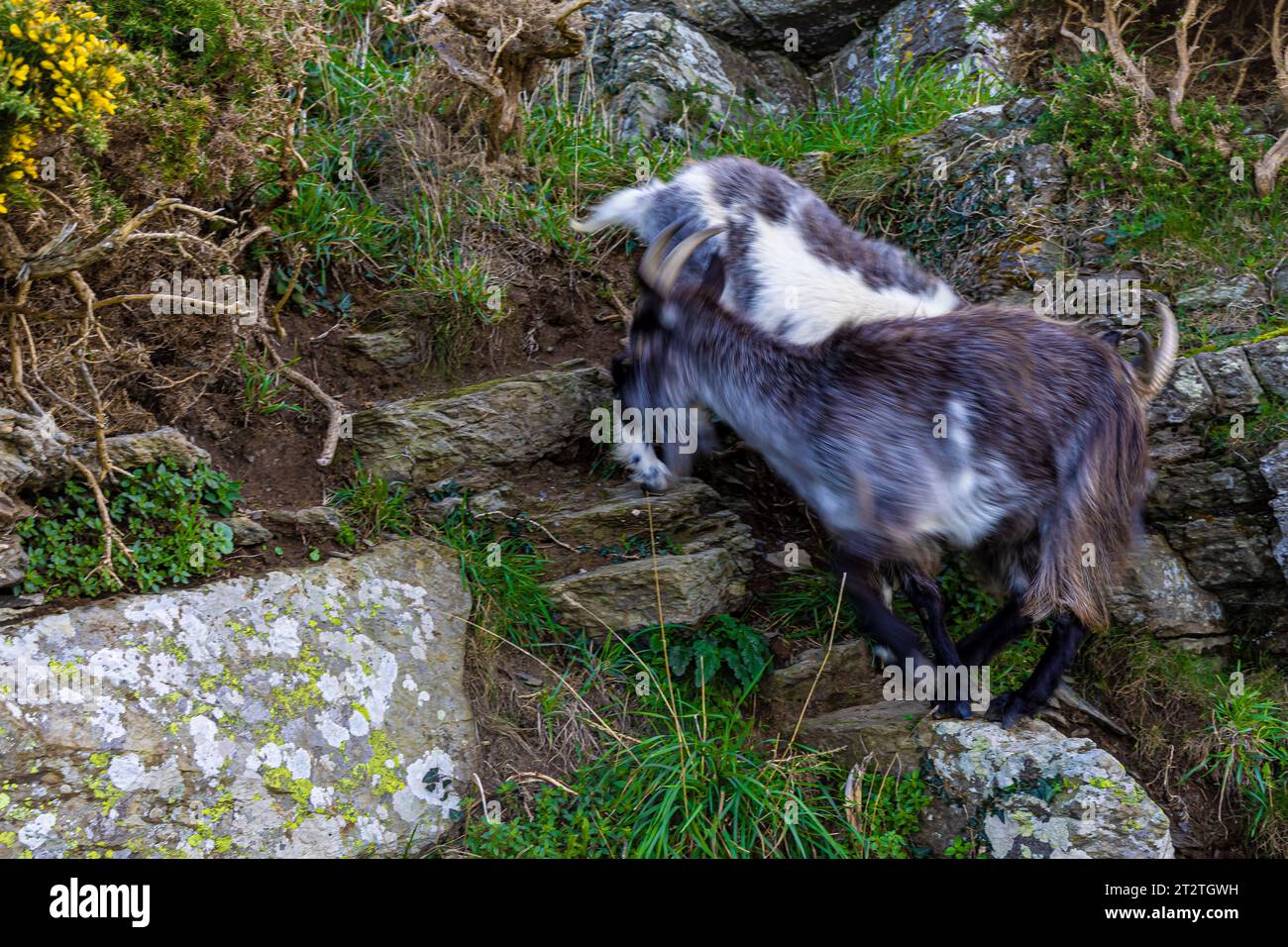 Hill of goats england hi-res stock photography and images - Alamy