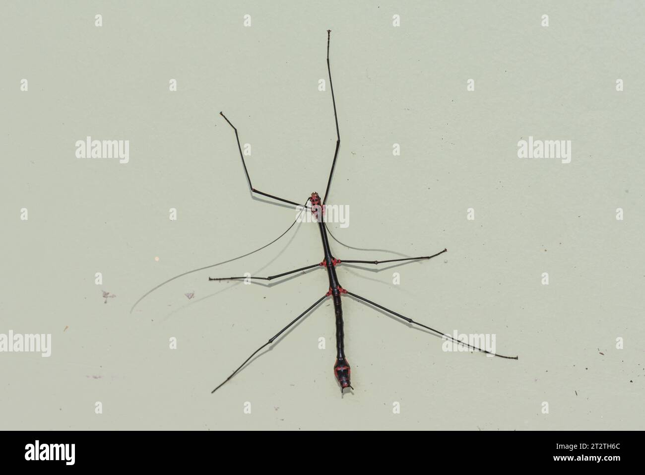 A red jointed Stick-Insect (Oreophoetes sp.) at Wild Sumaco Lodge ...