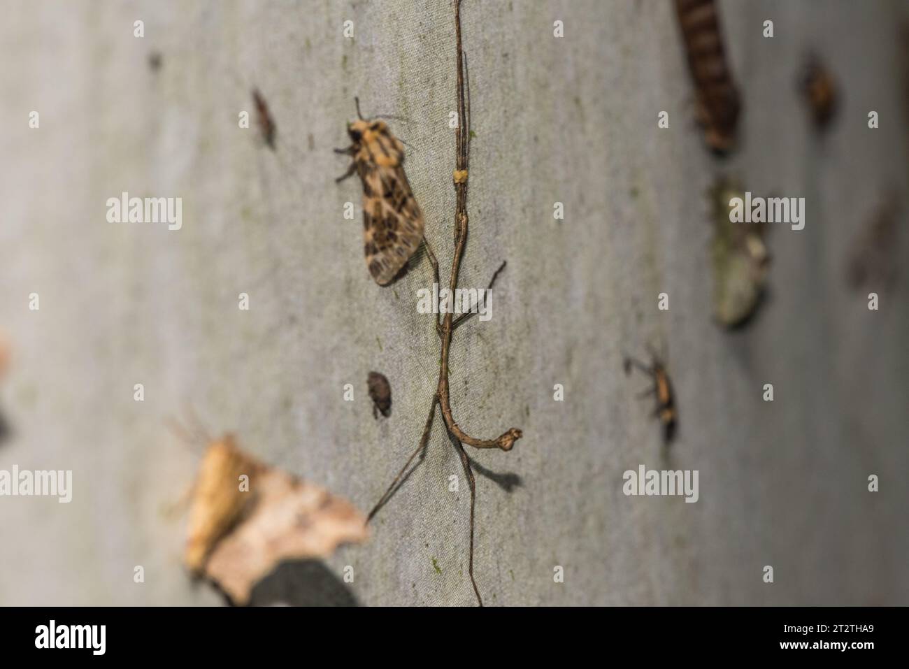 Stick-insect from Ecuador Stock Photo - Alamy