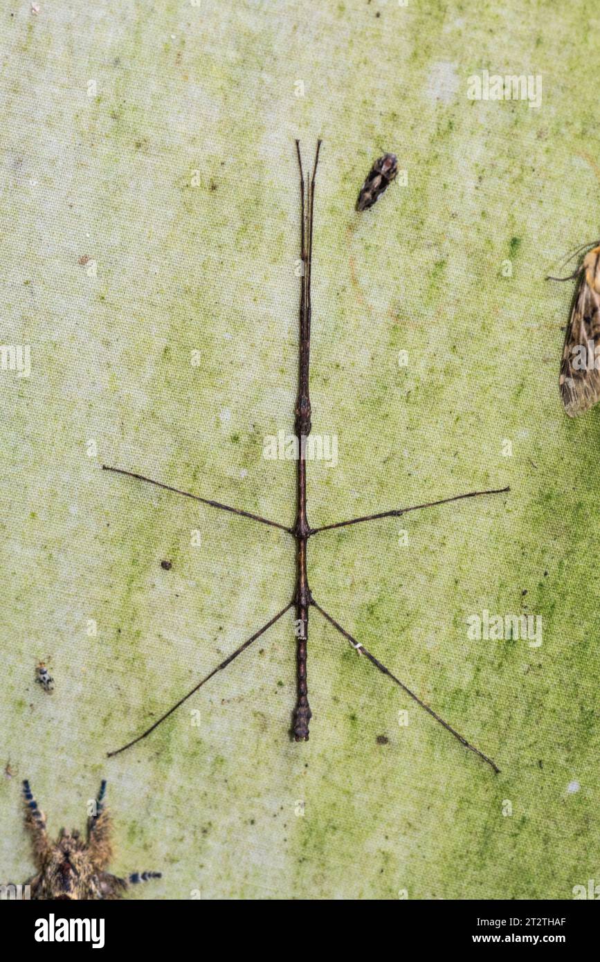 Stick-insect from Ecuador Stock Photo - Alamy