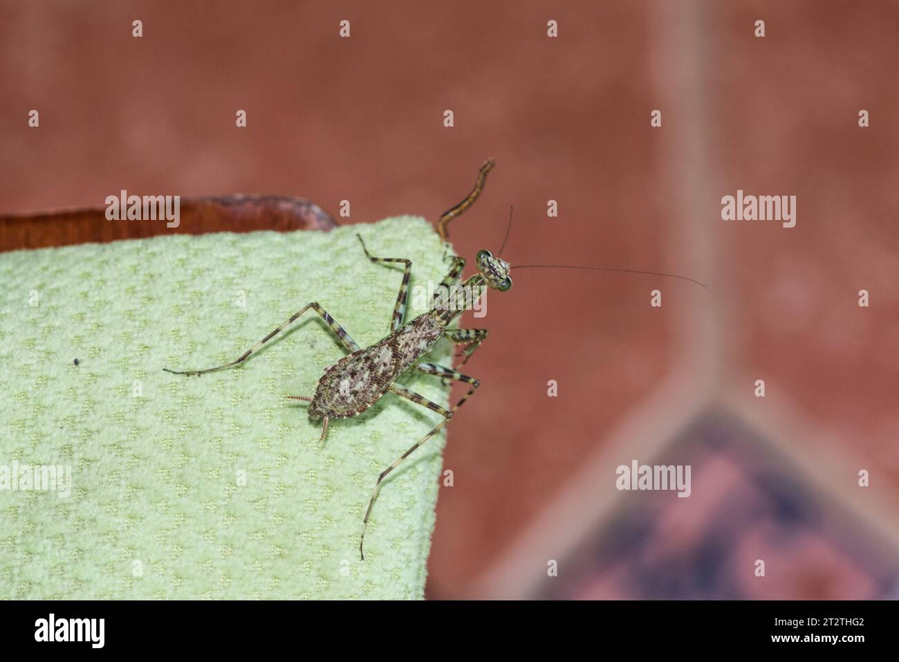 Resting praying mantis hi-res stock photography and images - Alamy