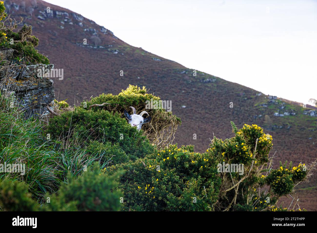 Hill of goats england hi-res stock photography and images - Alamy