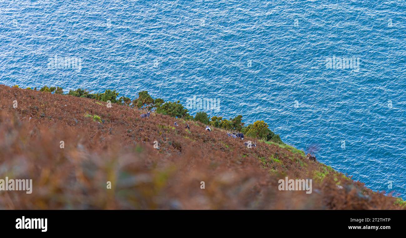 Aerial view of the Exmoor coast in the North Devon district in the ...